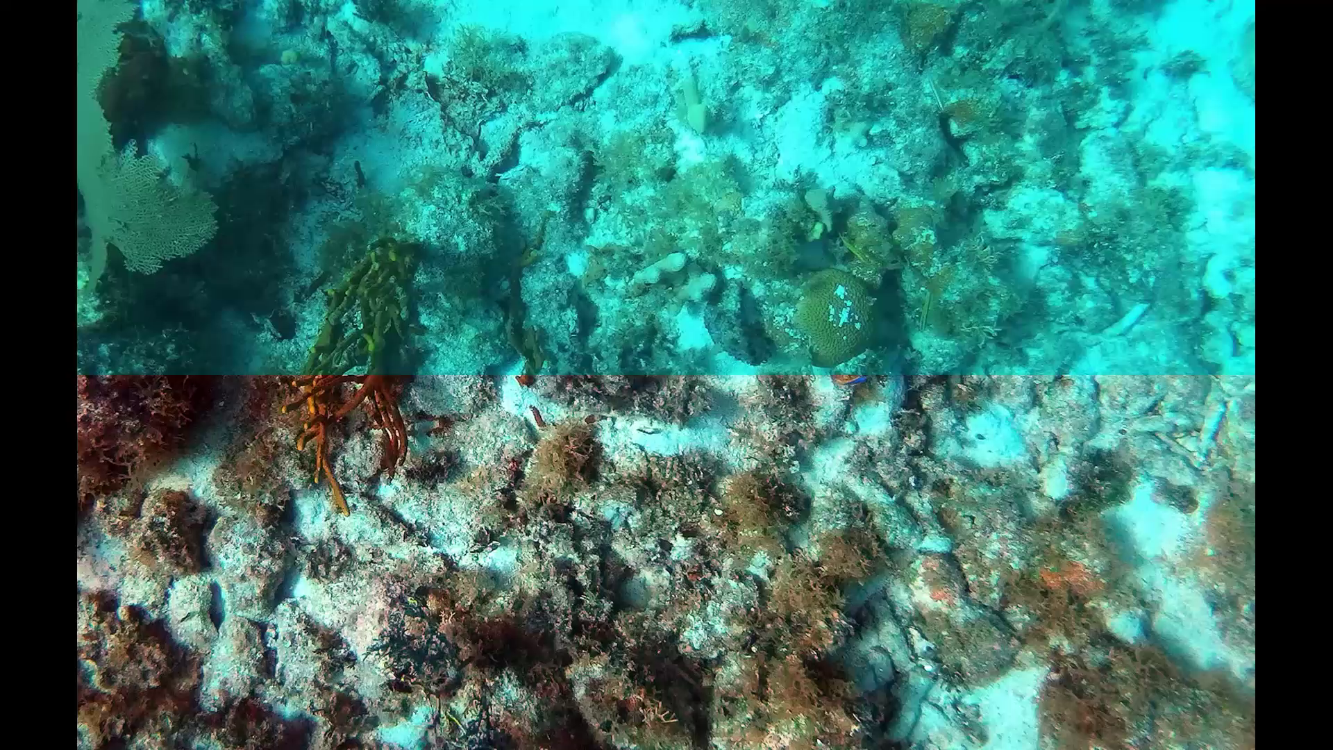 What Colors Can You See Underwater